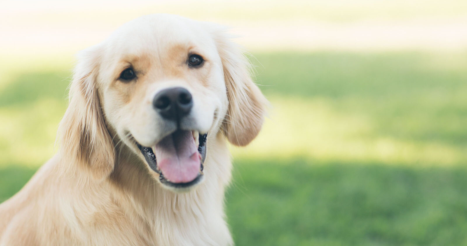 Dog_Smile – Civity